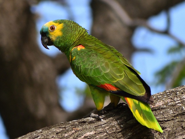 Nhìn thấy con vẹt có phải điềm báo đem lại vận may lớn?